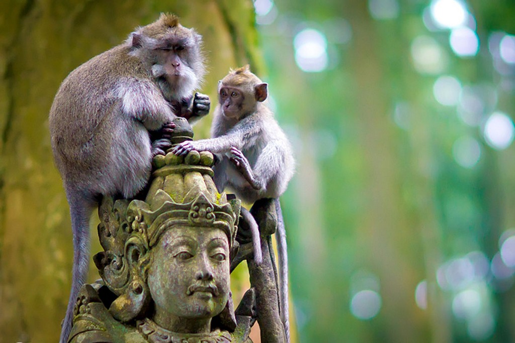 Sangeh Monkey Forest - DISKOVERA